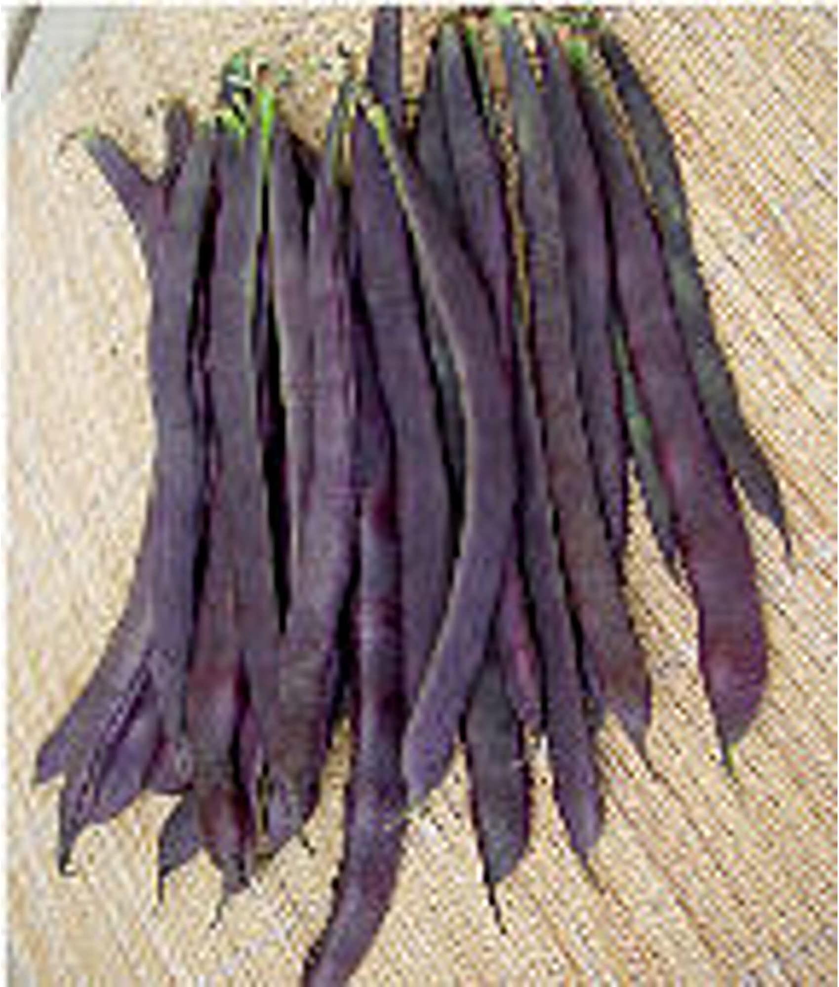 Amazon.com : Romano Goldmarie Pole Beans Seeds (20+ Seeds) | Non GMO ...