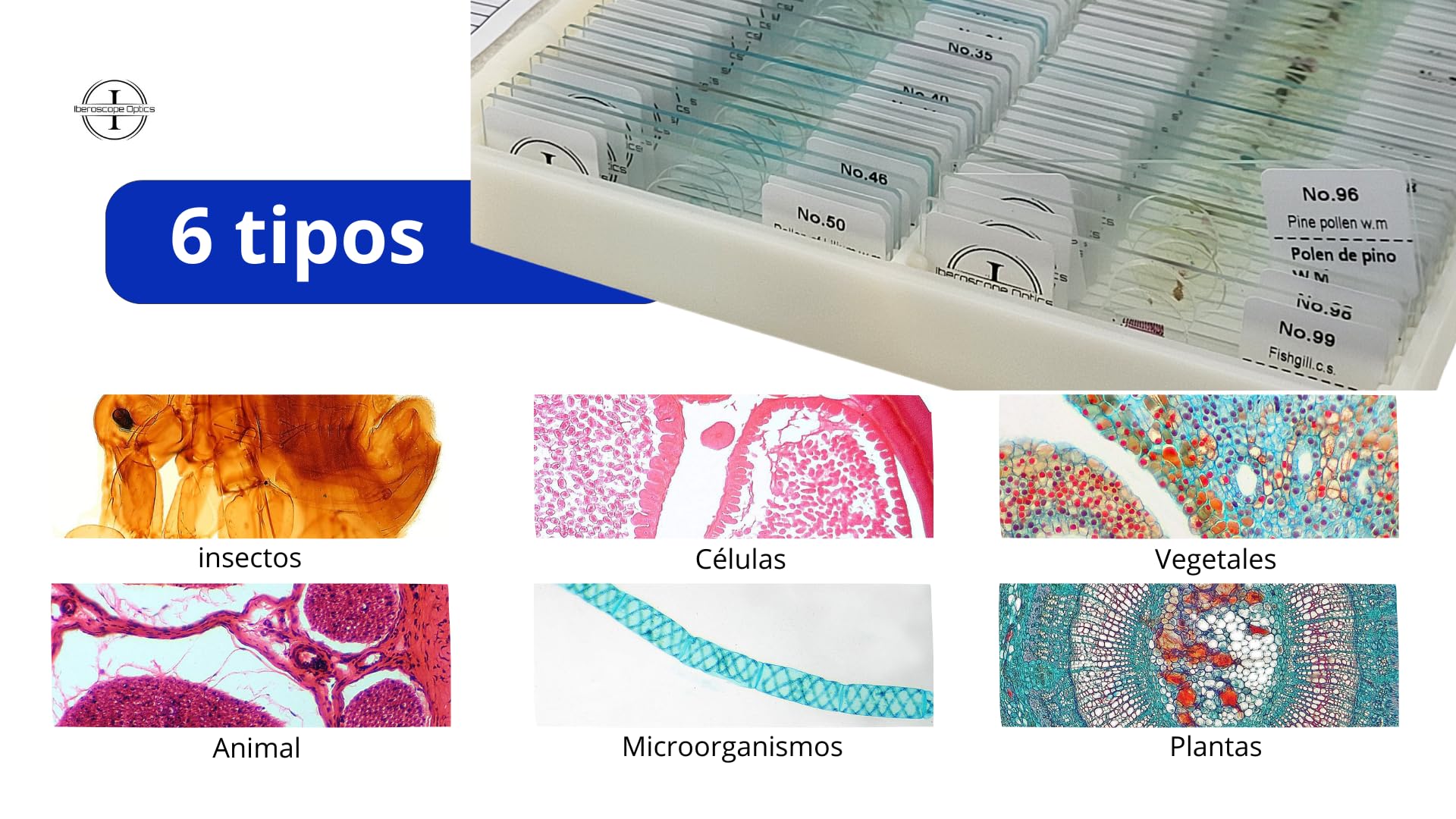 Laminas De Microscopio Preparadas Láminas De Microscopio De Vidrio