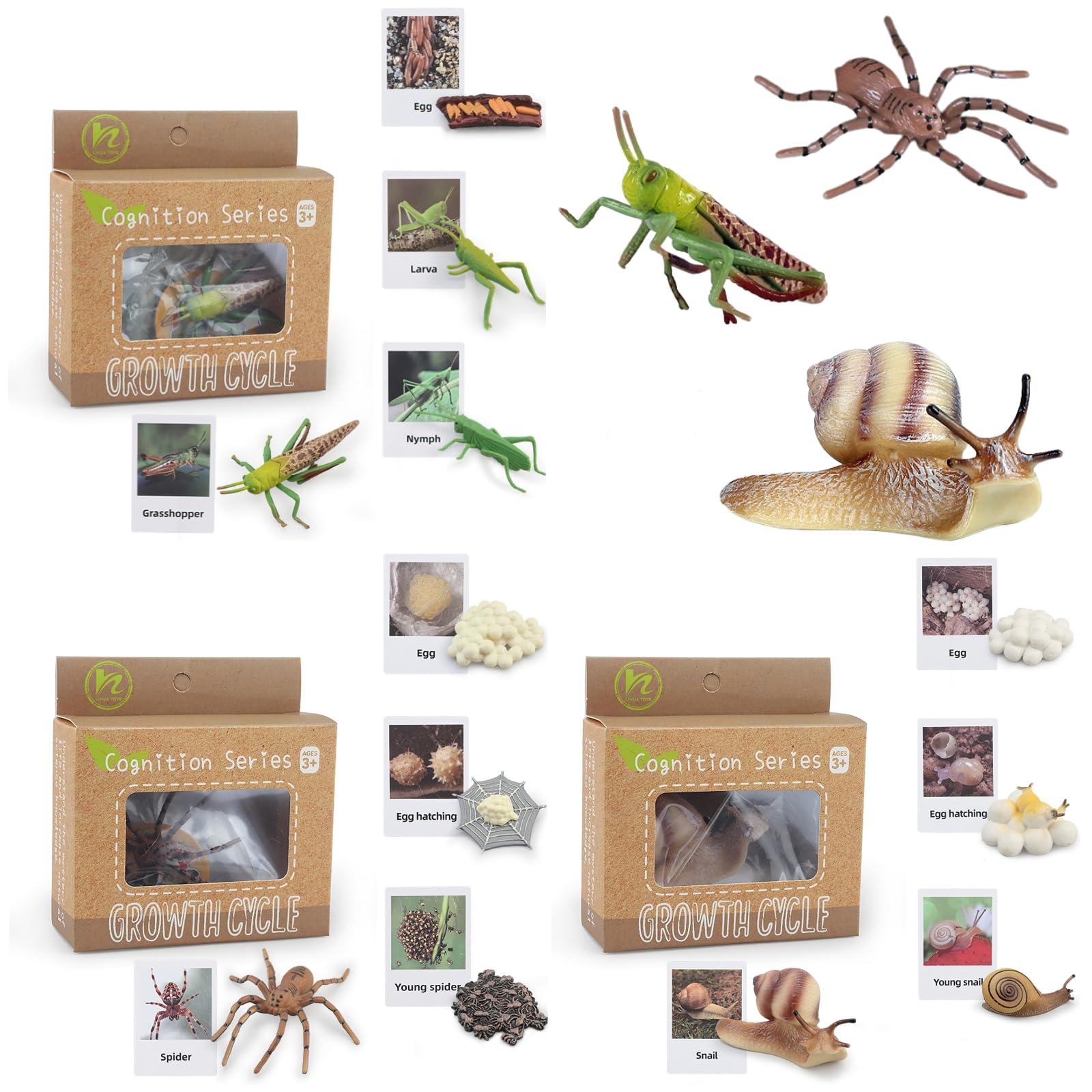Snapklik.com : MIKNEKE Montessori Life Cycle Animal Insect Figurines ...