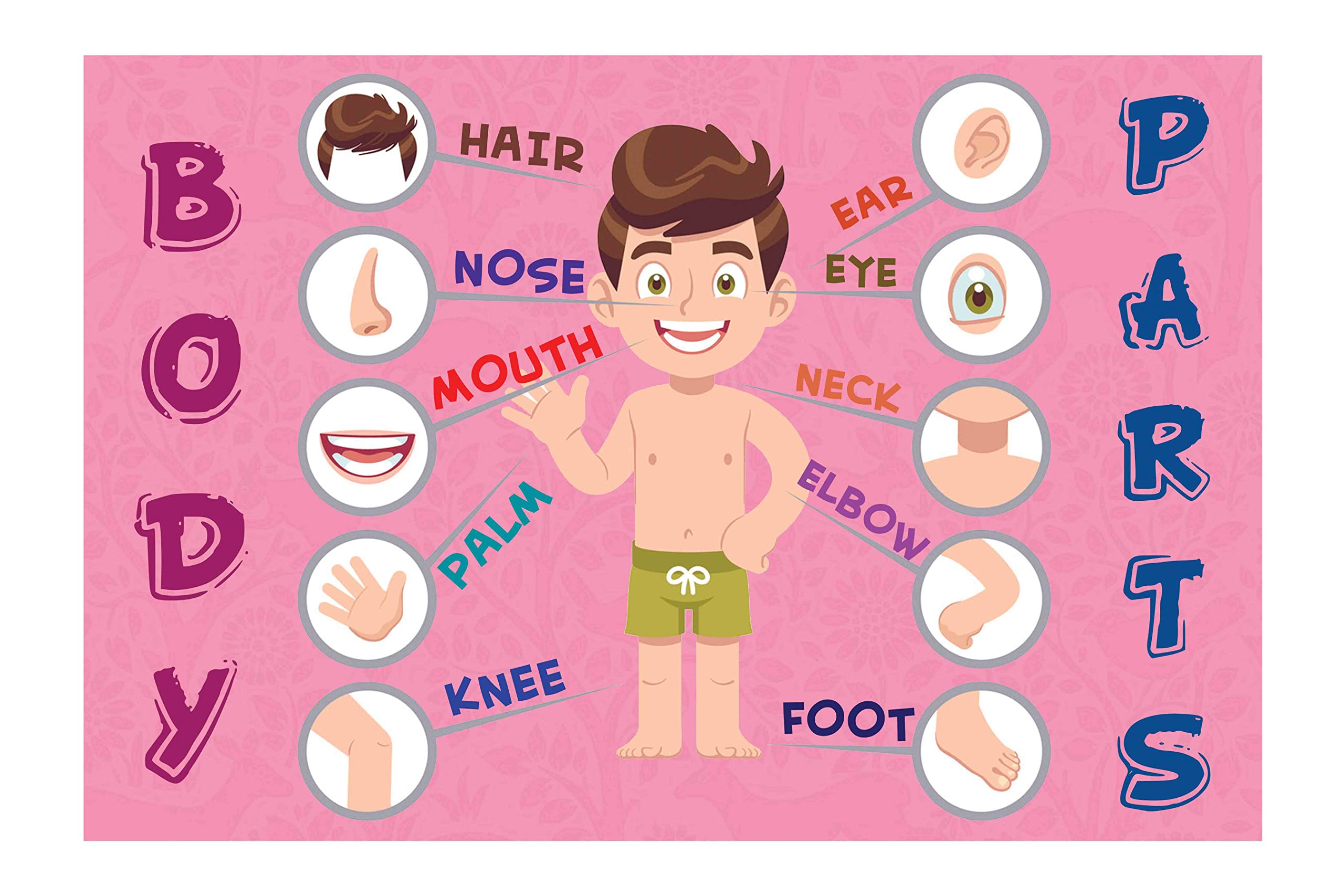 Buy Yellow Alley Human Body Parts|Educational Poster For Early Learning ...