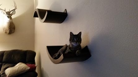Amazon.com : Urban Pet Haus Wave Wall Mounted Cat Perch, Large : Pet ...