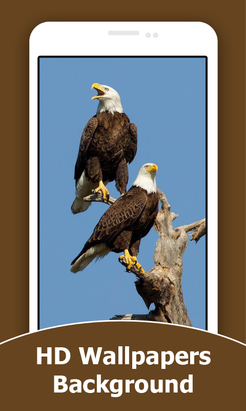 High Resolution Backgrounds Eagles