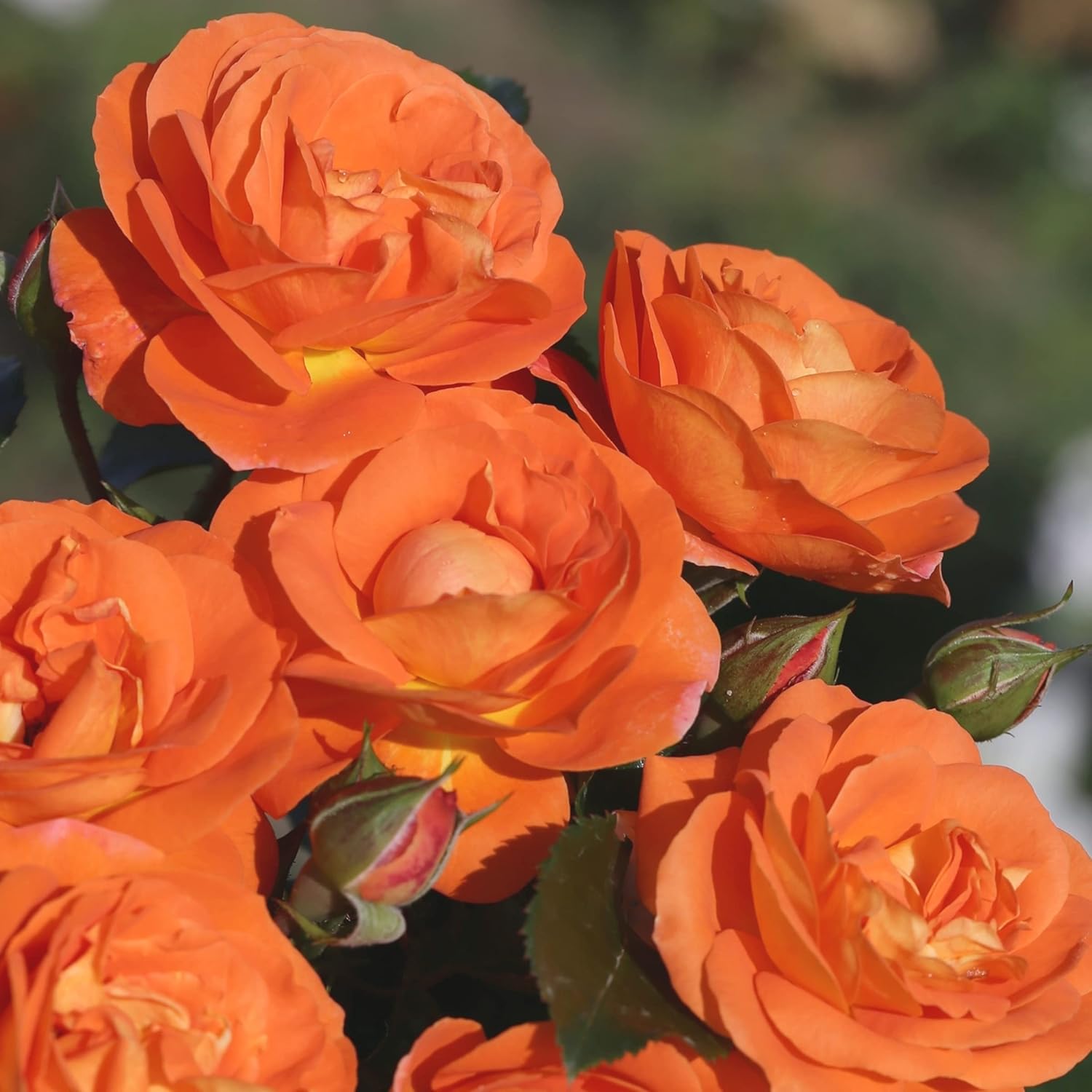 Amazon.com : Bareroot Veranda® Mango Floribunda Rose - 2 Piece : Patio ...