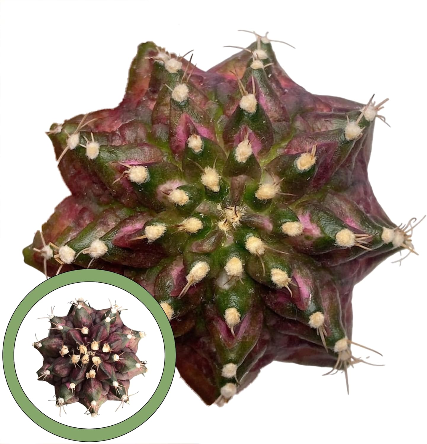 Amazon.com : Generic Gymnocalycium Mihanovichii “Godji” Cactus Starter ...