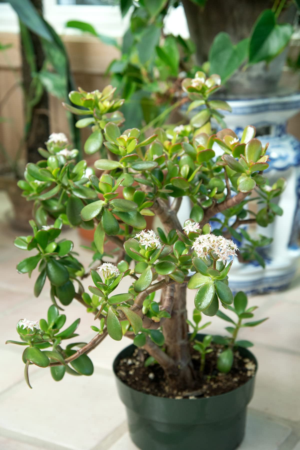 Jade plants without pot, Plant of jade without pot (Pack of 2) : Amazon ...
