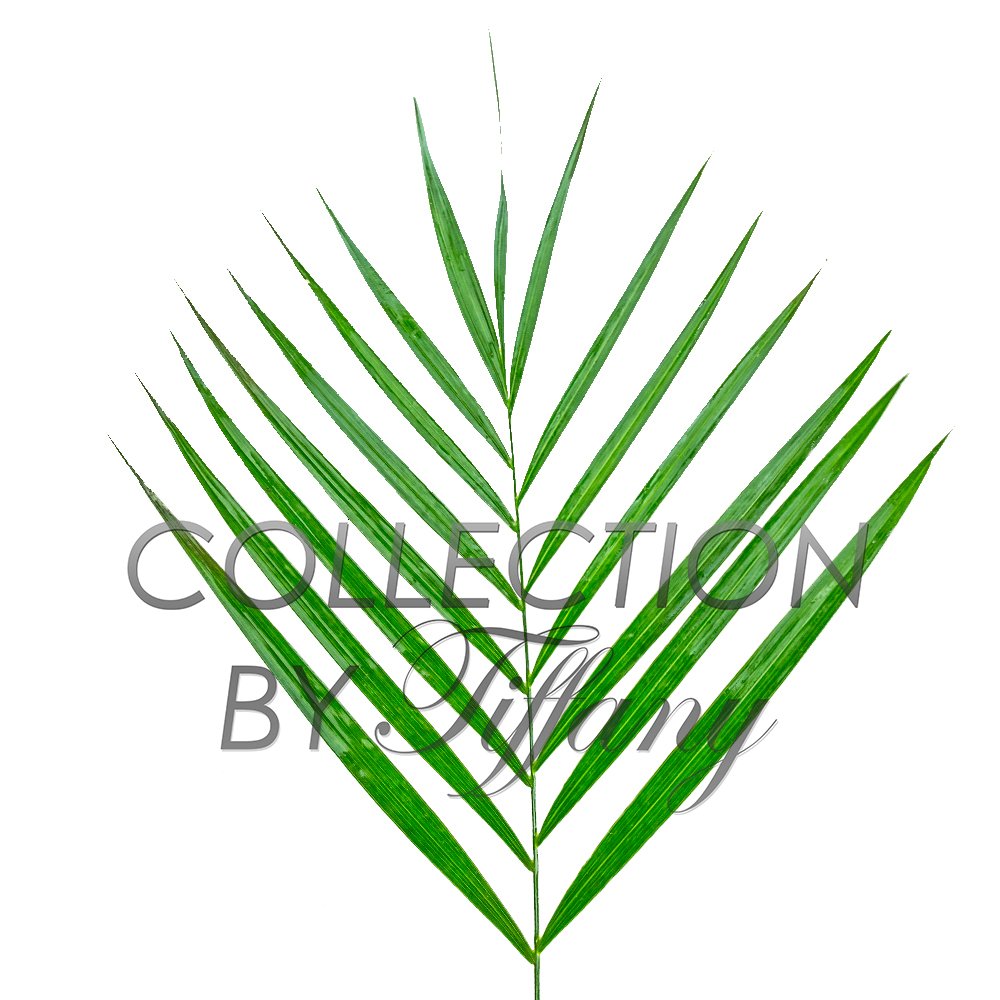 Amazon.com: Fresh Palm Emerald Teepee Commodore Funeral Grand Opening ...