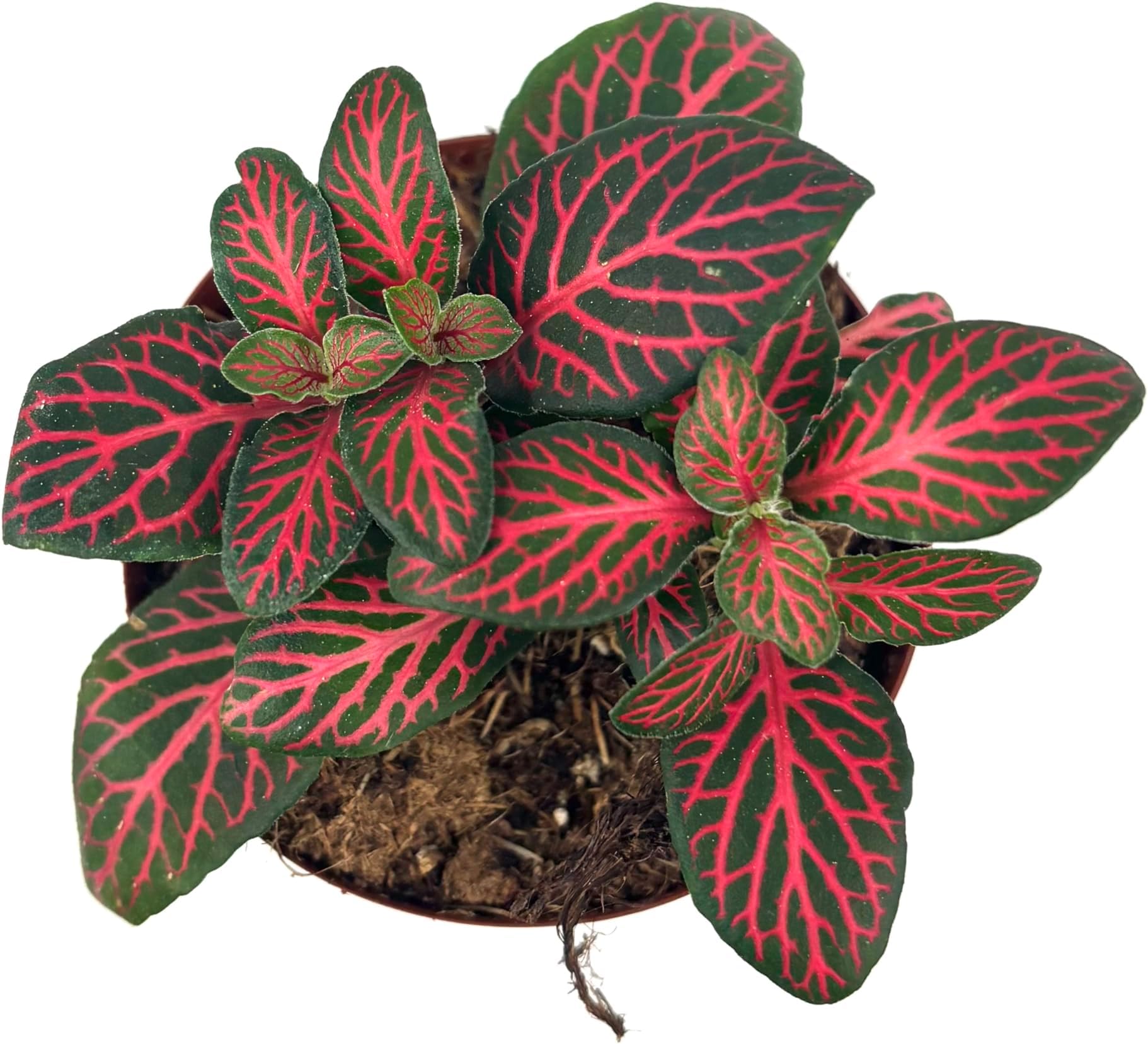 Amazon.com : Mini Red Veined Nerve Plant - Fittonia - Easy House Plant ...