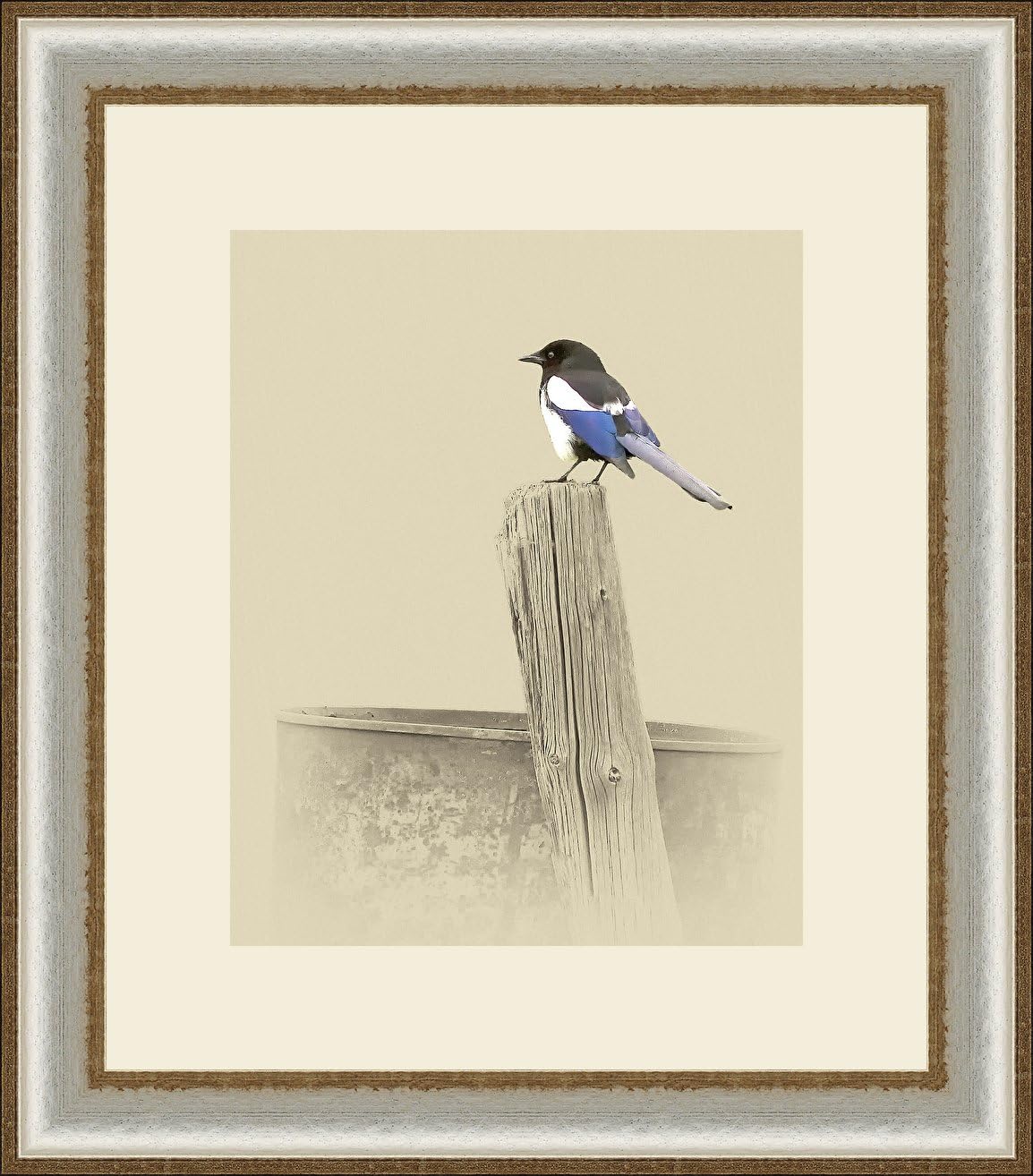 Amazon.com: Watermark Collection - Bald Magpie II: Posters & Prints