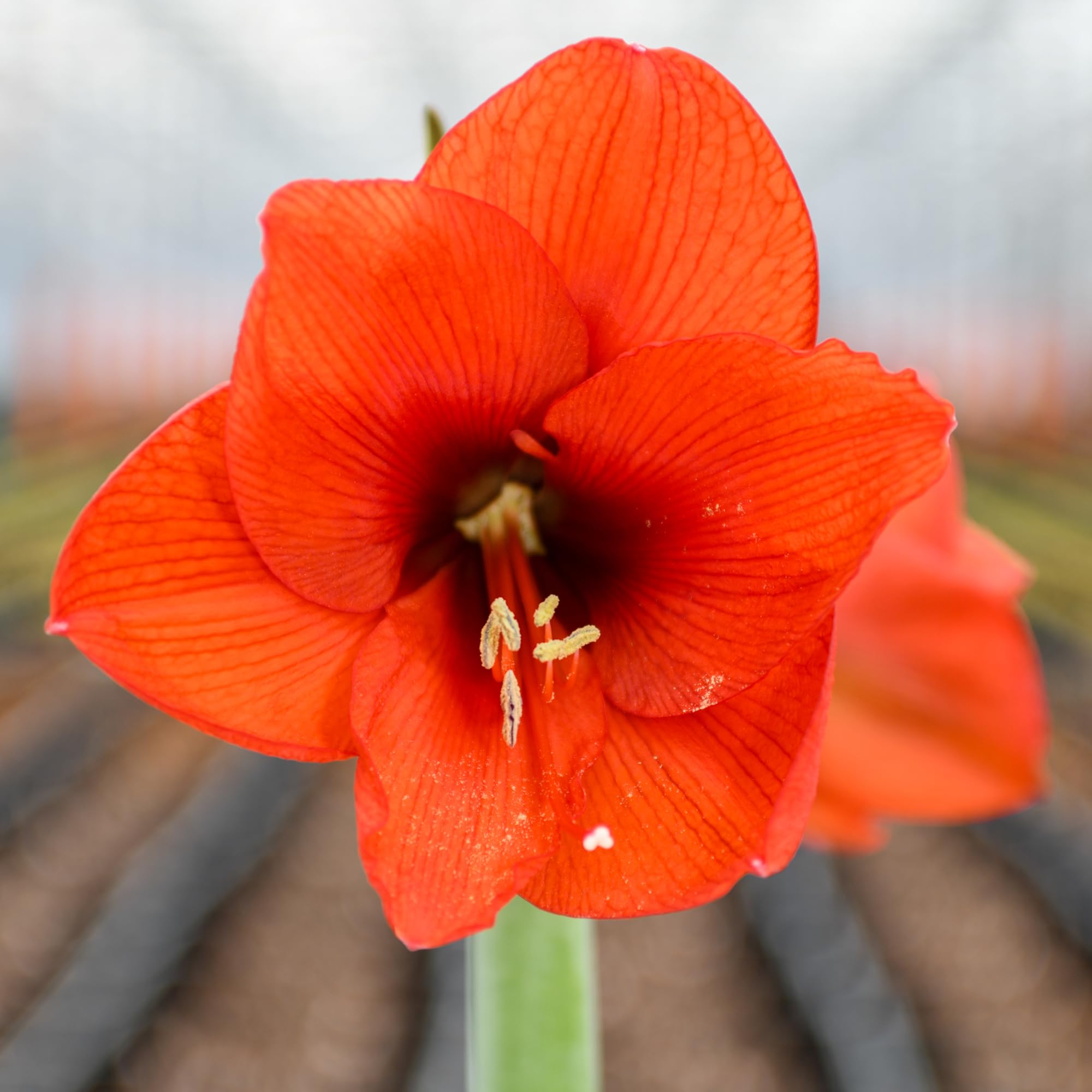Orange Amaryllis Flower