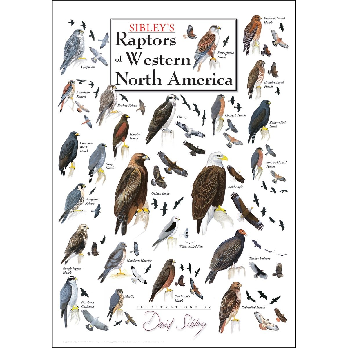 Amazon.com: Poster - Sibley's Raptors of Western North America: Posters ...