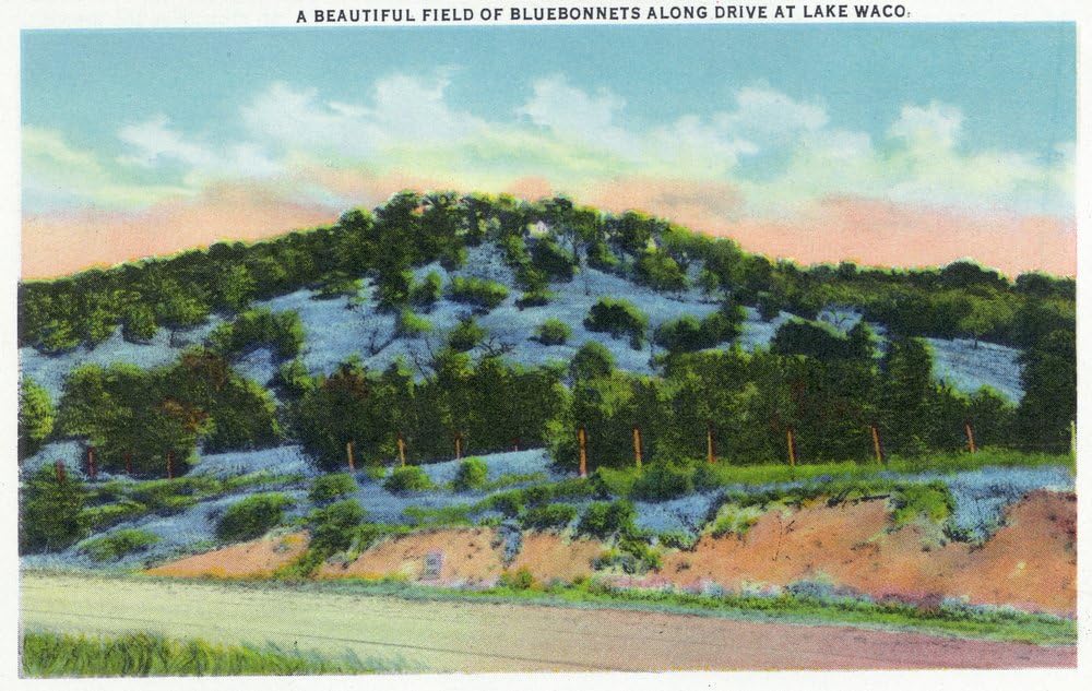 Amazon.com: Lantern Press Waco, Texas, Scenic View of Bluebonnets along ...