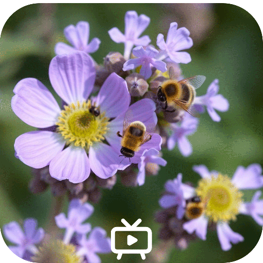Flowers and Bees - Relaxing Screensaver For Fire TV - App on Amazon Appstore