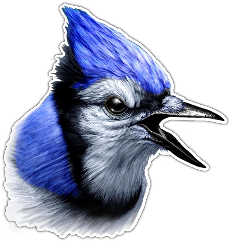 Amazon.com: Blue Jay Sticker Bird Sticker - Car Bumper Vinyl Sticker ...