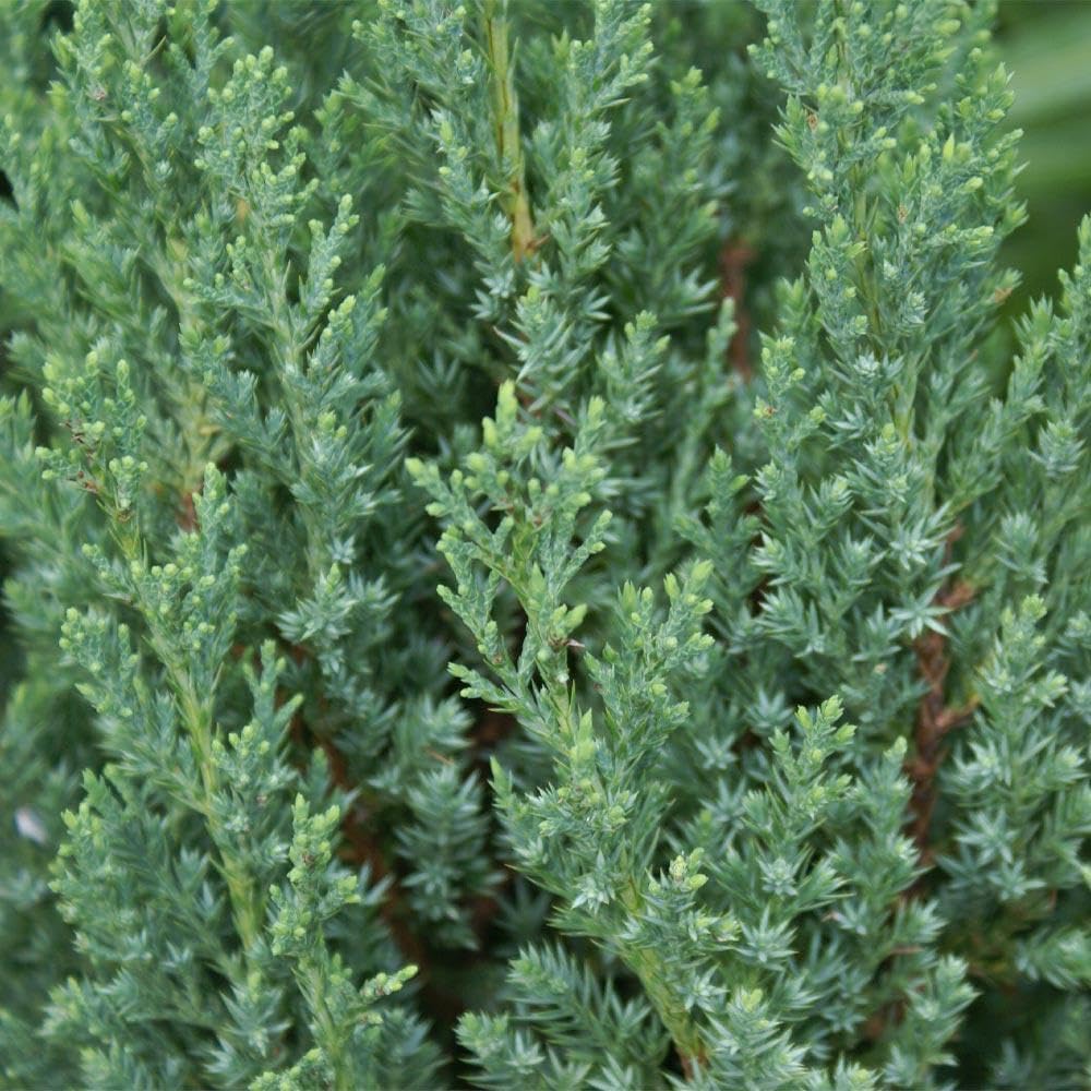 Amazon.com : Blue Point Juniper Live Plant in a #3 Container : Patio ...