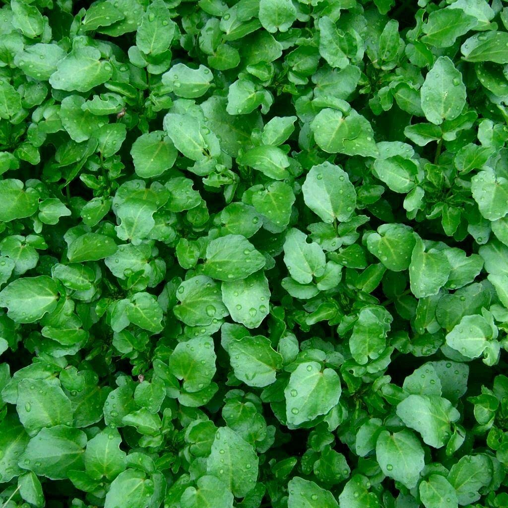 Watercress Lettuce