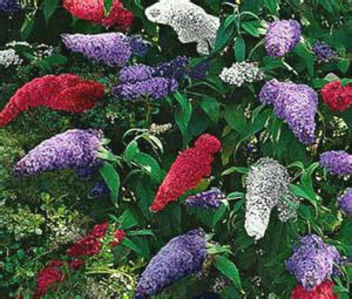 Amazon.com : Multi-Color Butterfly Bush Mix jocad (150 Seeds) : Patio ...