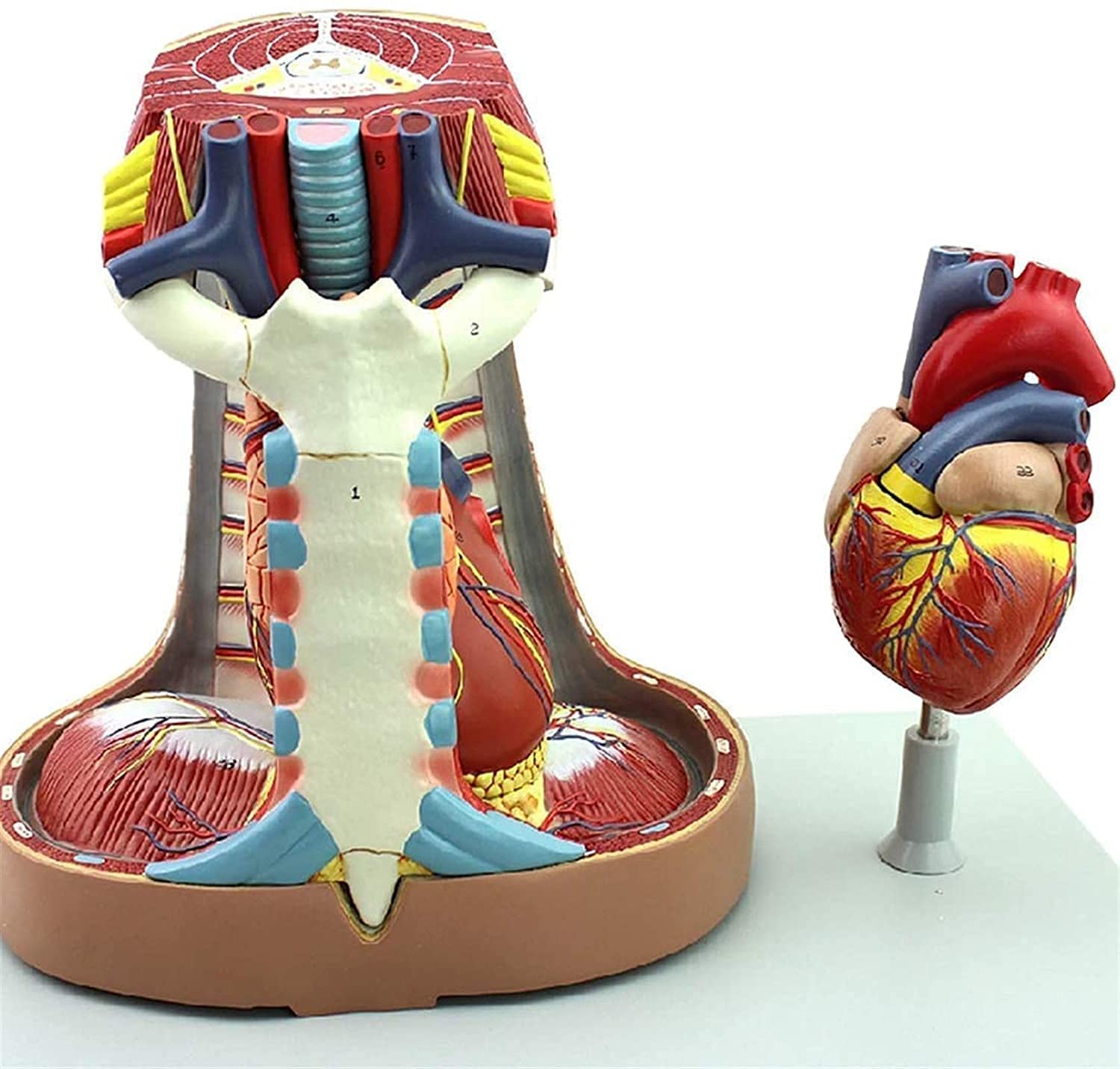 Buy Human Anatomy Spine Model,Spinal Nerves Anatomical Model Anatomy ...