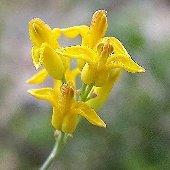 Amazon.com : QAUZUY GARDEN 10 Yellow Bleeding Heart Seeds Perennial ...