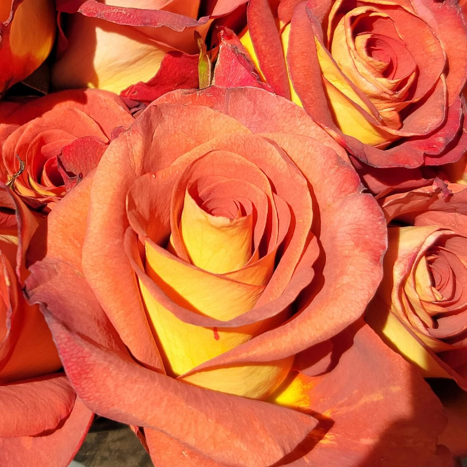 Amazon.com : Rare Rose Bushes Ready to Plant Outdoors, Live Rose ...