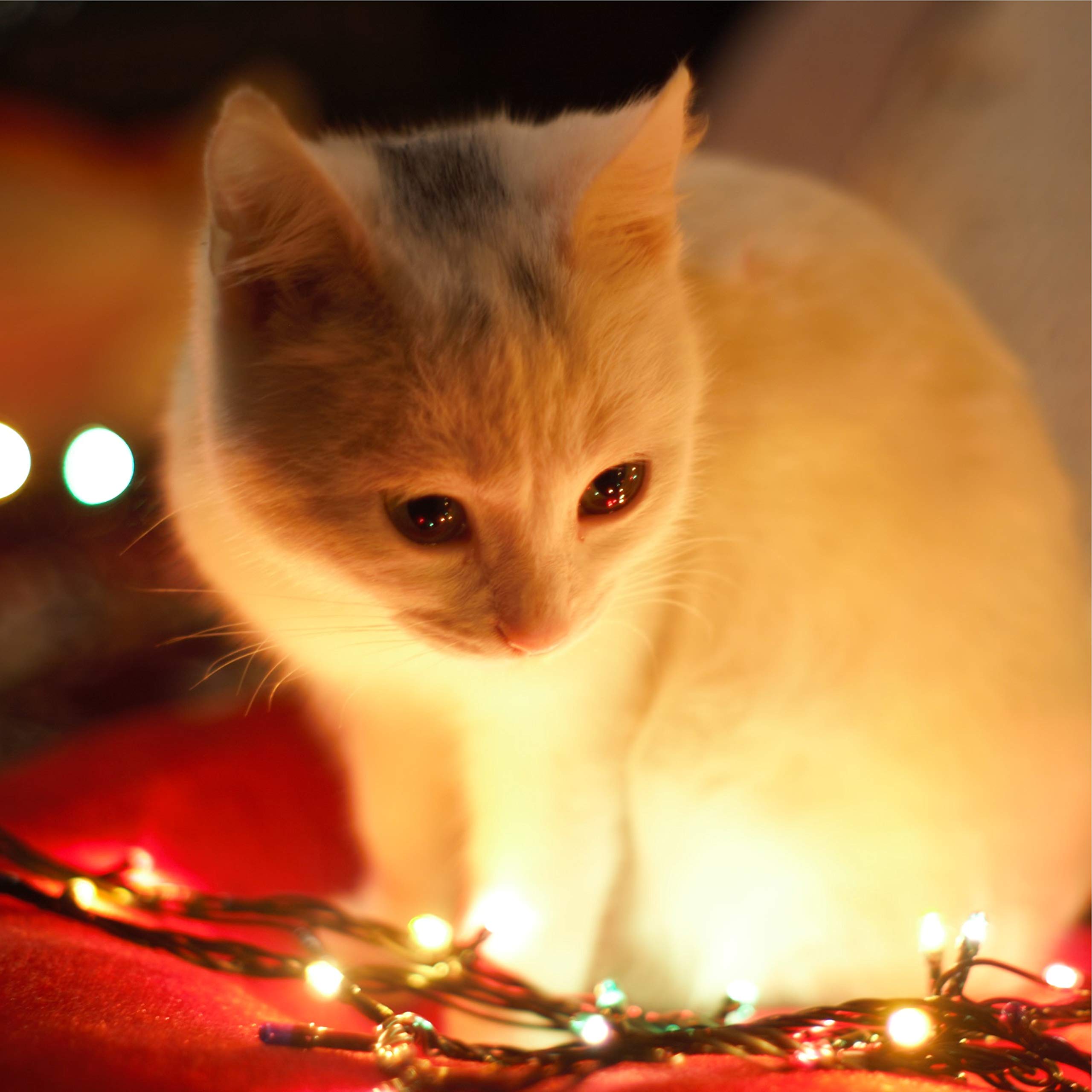 Sandy Shore song by Relaxmydog, Calming Music for Dogs & Music For Dogs ...