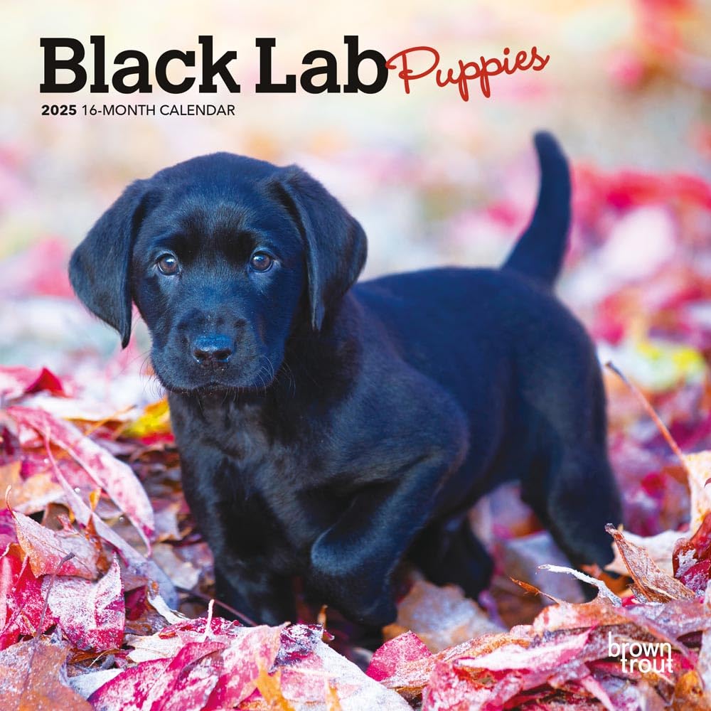 Black Labrador Retriever Puppies | 2025 7 x 14 Inch Monthly Mini Wall ...