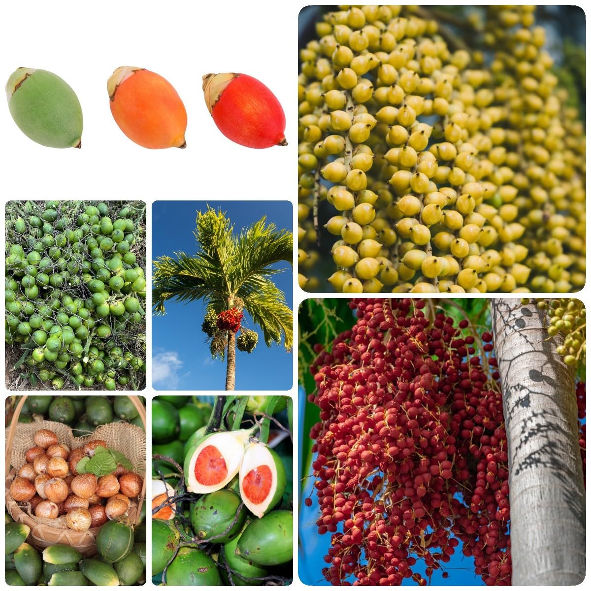 Areca Catechu Fruit