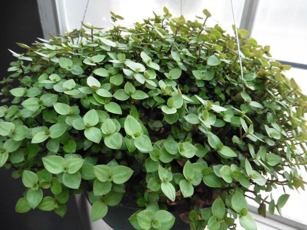 Amazon.com : Live Bolivian Jew Plant Fit 1 Quart Pot - Premium Foliage ...