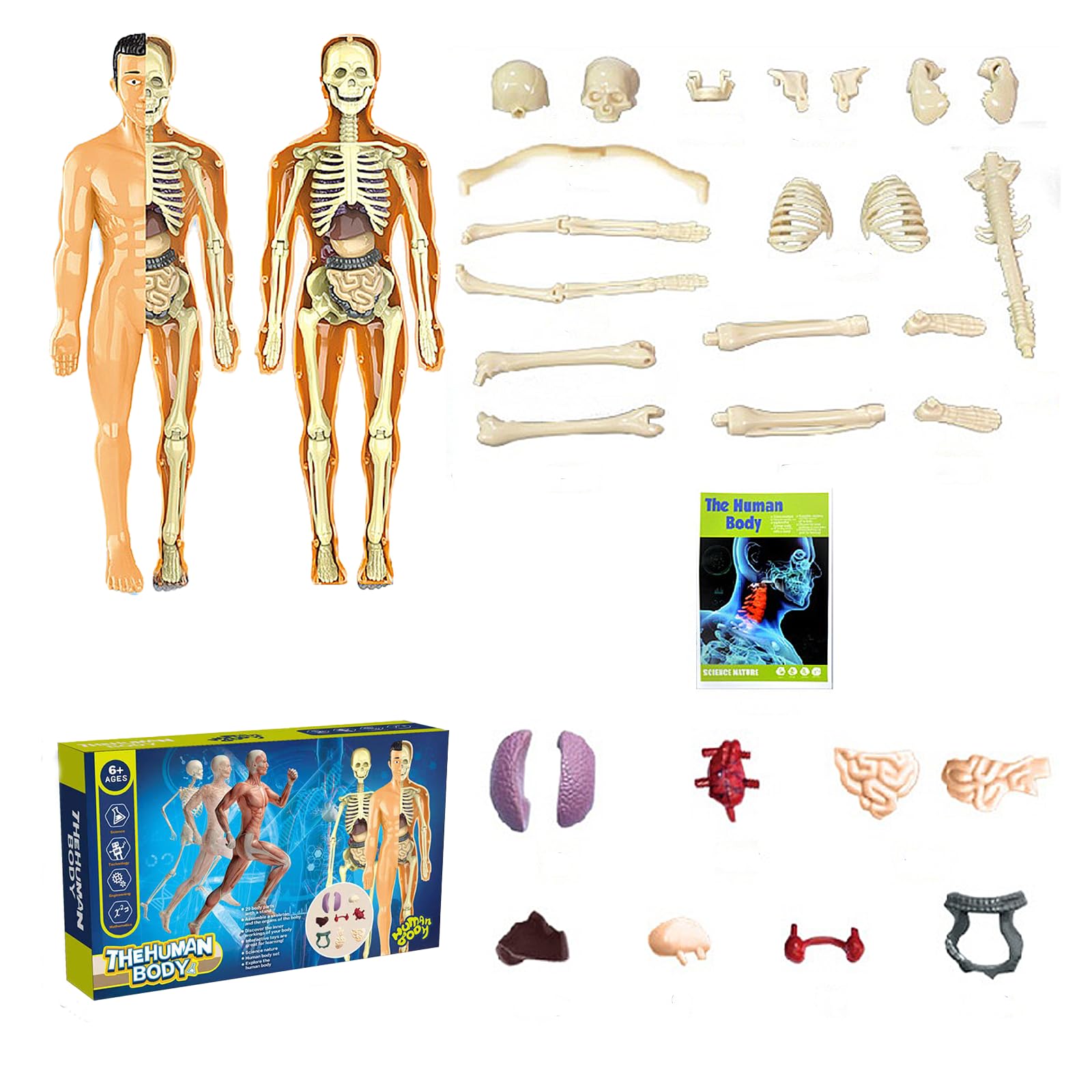 Buy Icobes Children's Anatomy Toy 11 Inch 3D Interactive Human Model- A ...