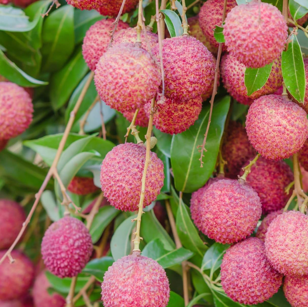 Amazon.com : 15+Lychee Tropical Fruit Seeds for Planting Outdoor- Non ...
