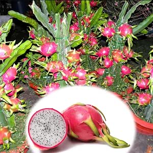Amazon.com : [504+ ]Pitaya Fruit Tree Seeds for Planting : Patio, Lawn ...