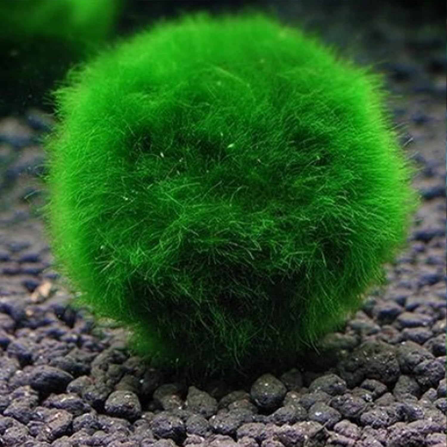 Amazon.com : Moss Balls for Fish Tank,Live Moss Balls, 8 Pack After ...