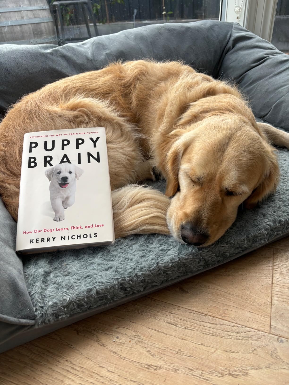Puppy Brain: How Our Dogs Learn, Think, and Love : Nichols, Kerry ...