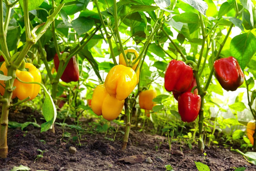 Capsicum Plant – Ideal for Terrace Veg Farming (1 Healthy Live Plant ...