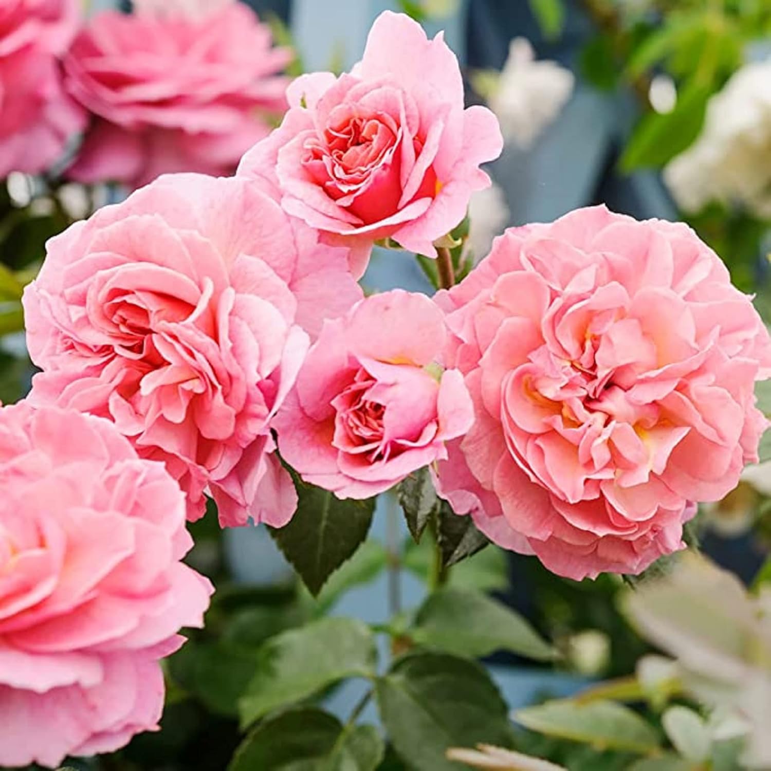 Amazon.com : CHUXAY GARDEN Pink Climbing Rose Seed 5 Seeds Fragrant ...
