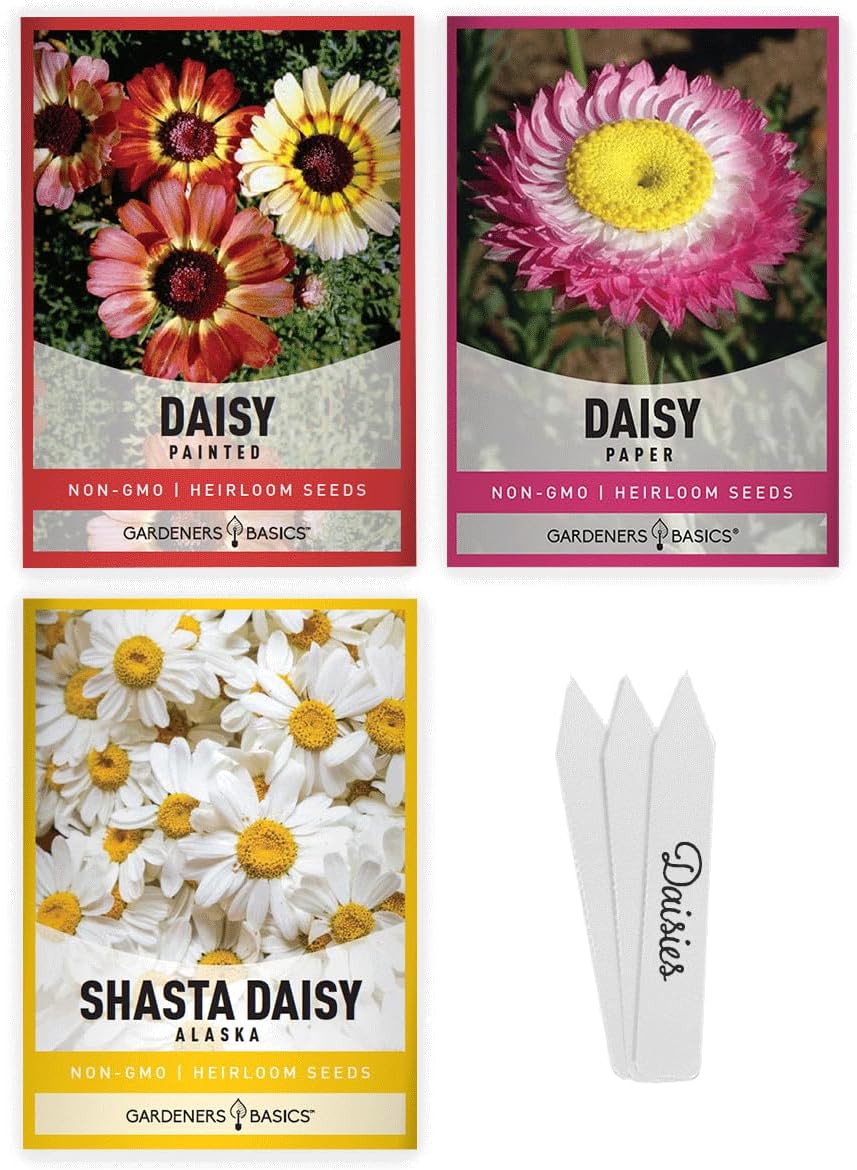 Amazon.com : Non GMO Bulk Ox-Eye Daisy Seeds Chrysanthemum leucanthemum ...