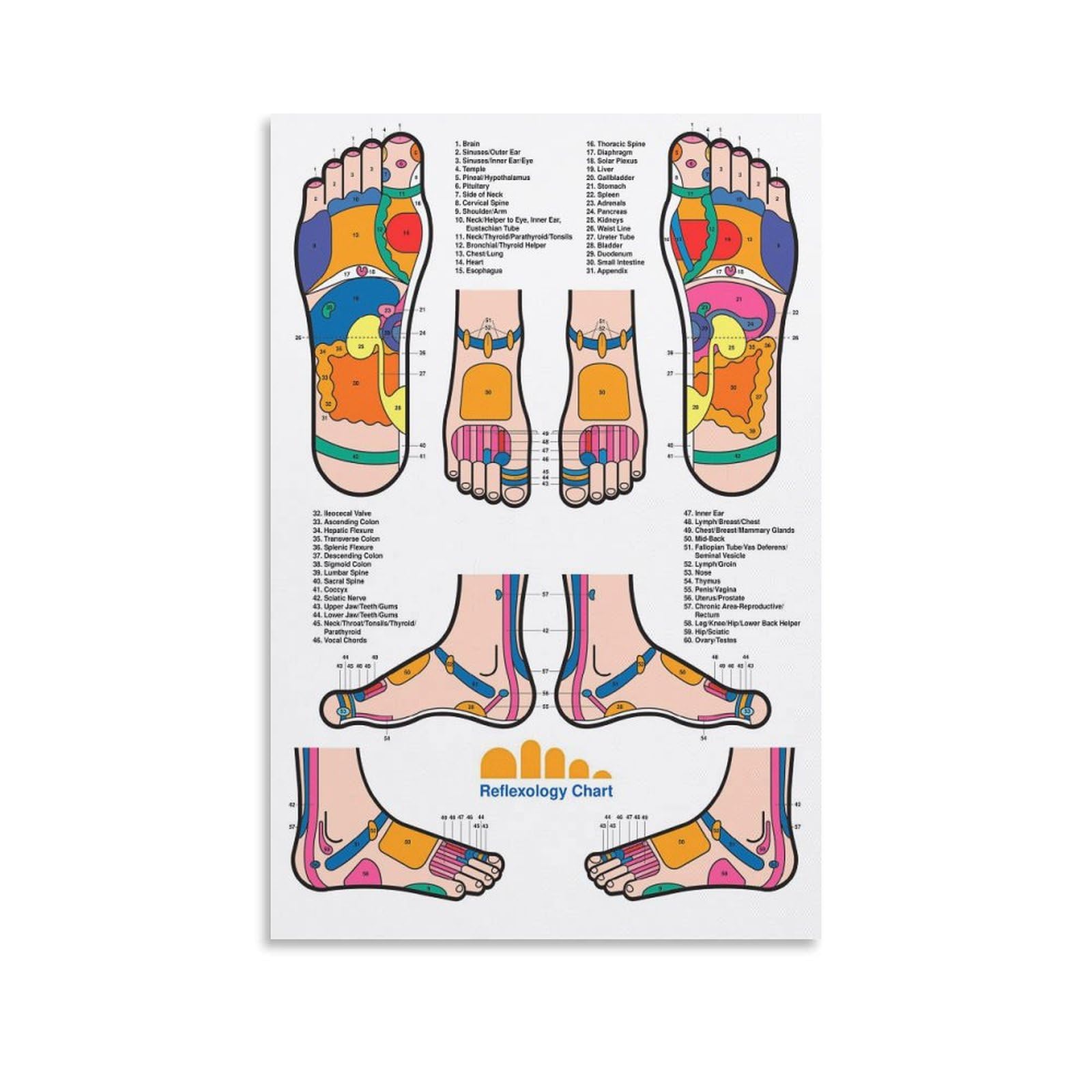 Amazon.com: DeikeA Foot Reflexology Chart Poster, Health Knowledge ...