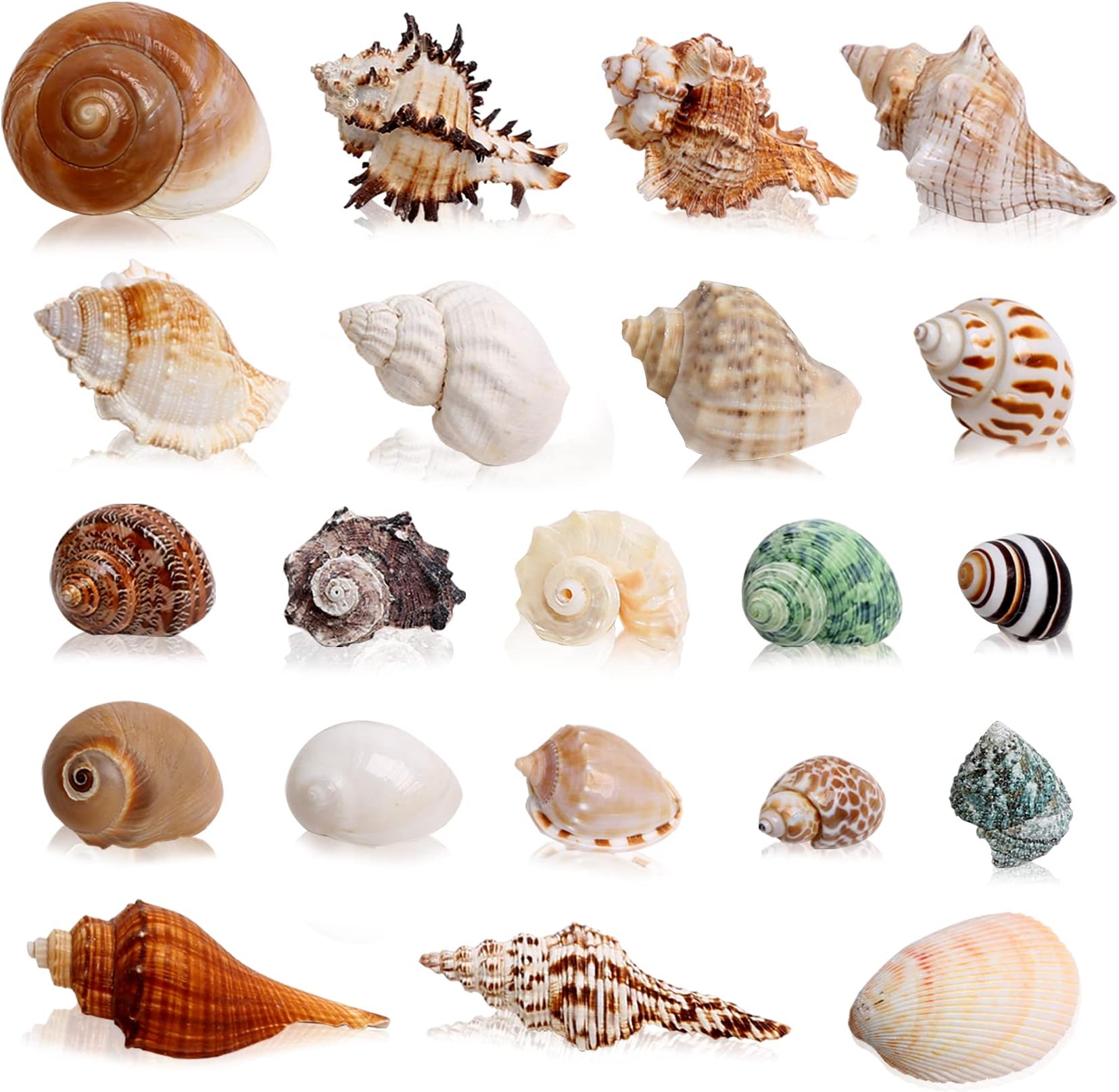 Amazon.com: 21PCS Hermit Crab Shells Large Medium Small | Sea Conch ...