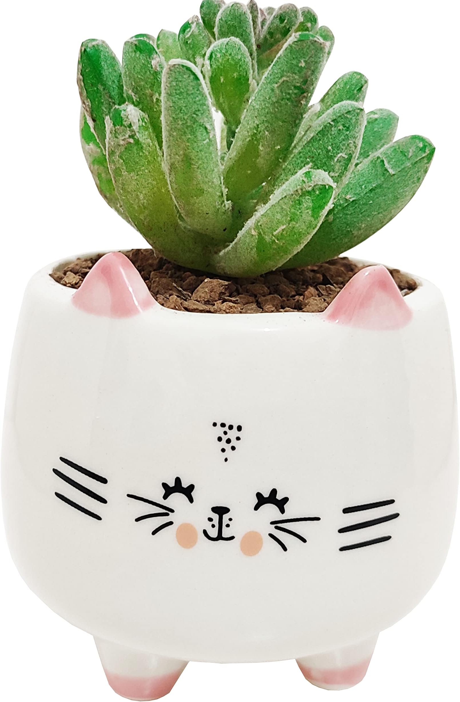 Amazon.com : SparkDazzle Cat Planter Pot | Succulent Planter | Animal ...