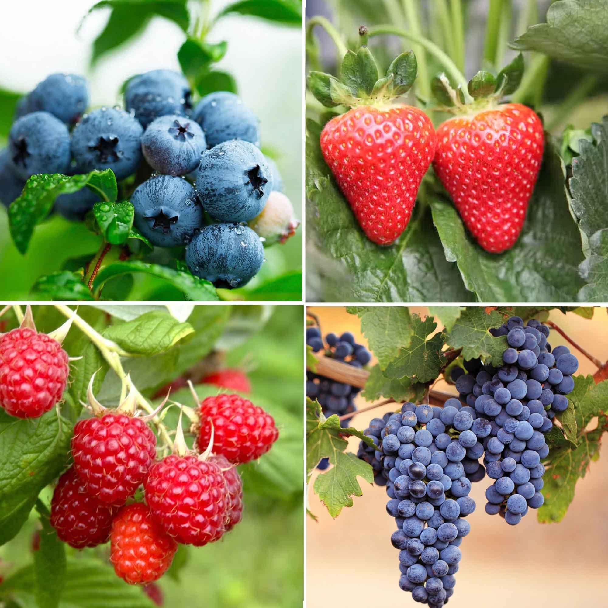 Amazon.com : Fresh Berry Seeds Individually Labeled - 4 Types Including ...