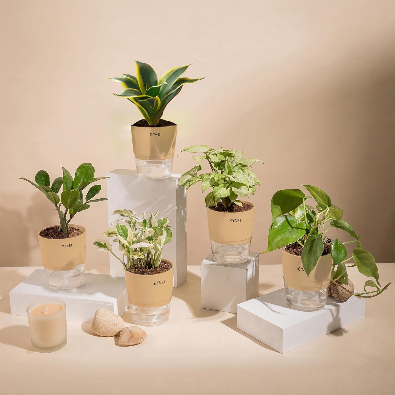 KYARI Money V-G Snake-Pixie White-Money N'Joy-Zamia Gr Combo of 5 ...