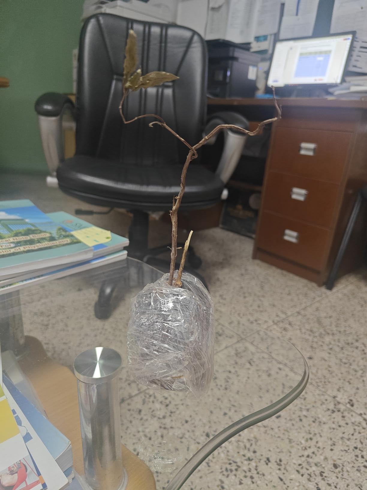 Creative Farmer Real Rama Syama Ayurvedic Tulsi Plants Kali Hari Green ...