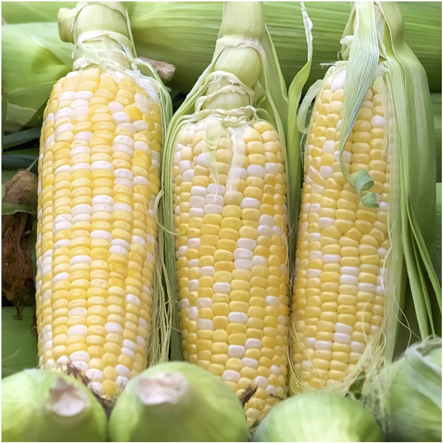 Amazon.com : "Silver Queen" Corn Seeds for Planting, 50+ Heirloom Seeds ...
