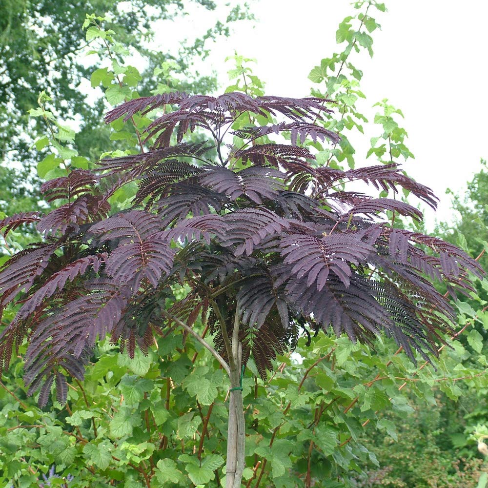 Albizia New Purplenull