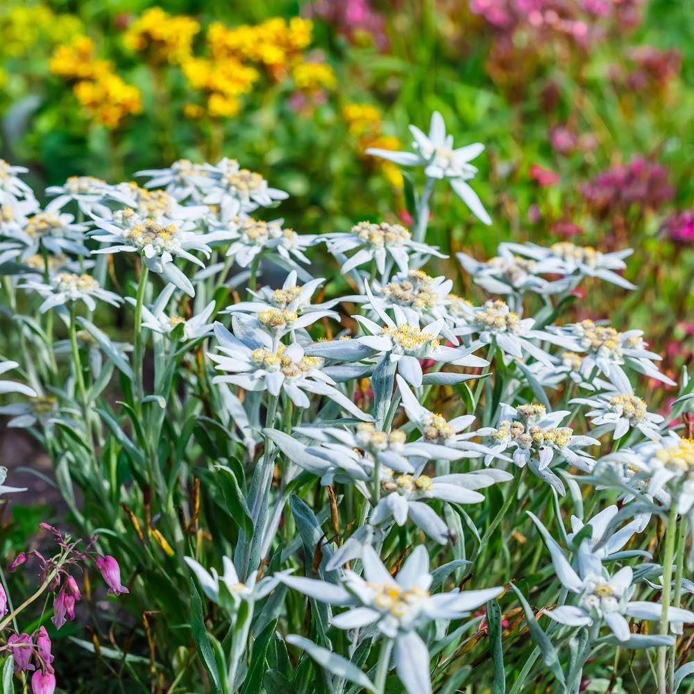 Edelweiss 100+ Seeds Leontopodium Alpinum : Amazon.co.uk: Garden
