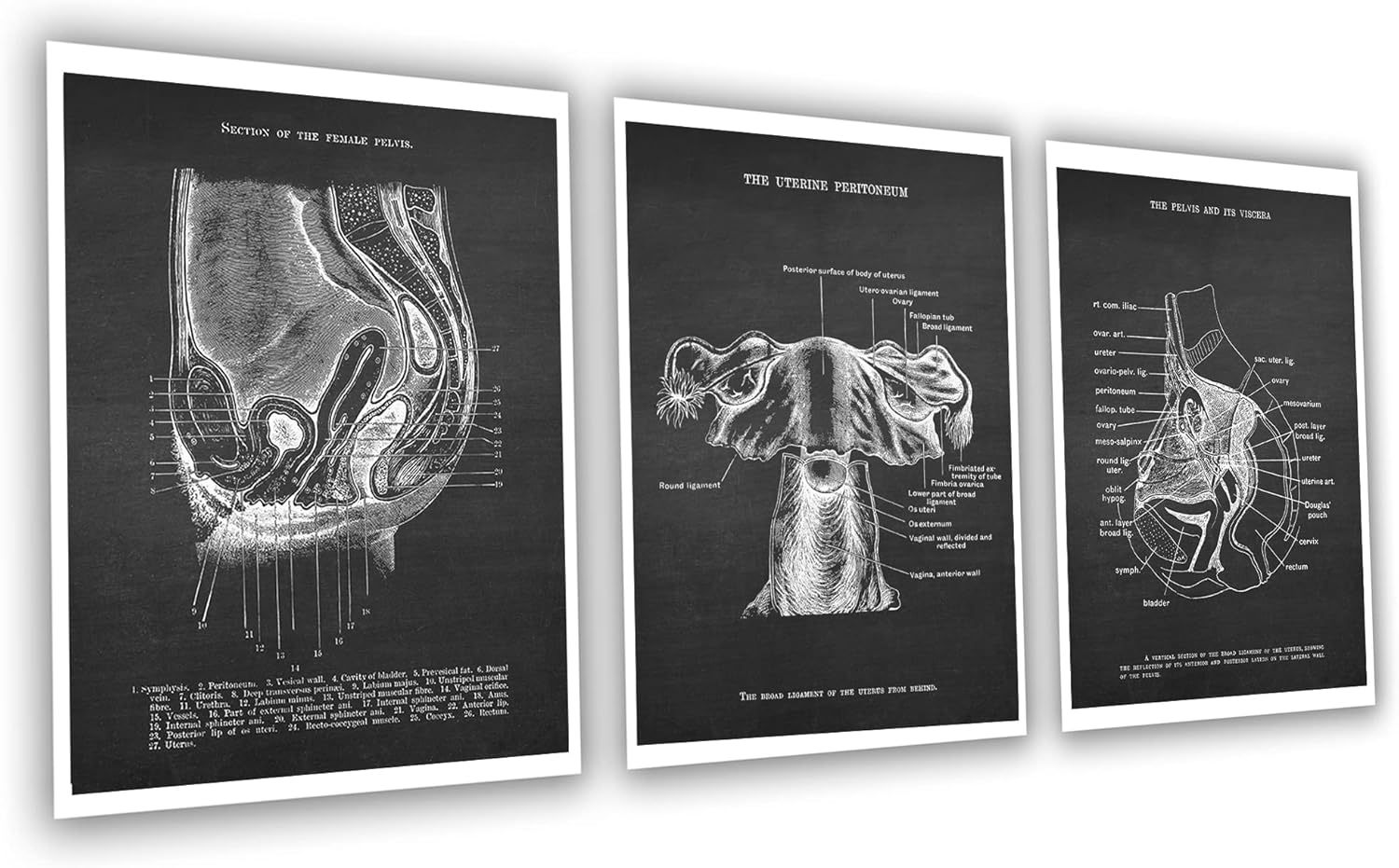 Amazon.com: Gnosis Picture Archive OBGYN Gift Female Reproductive ...