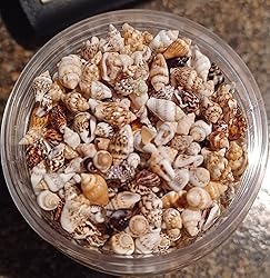PH PandaHall Small Seashells, 1400-1500Pcs 7-12mm Tiny Natural Sea ...