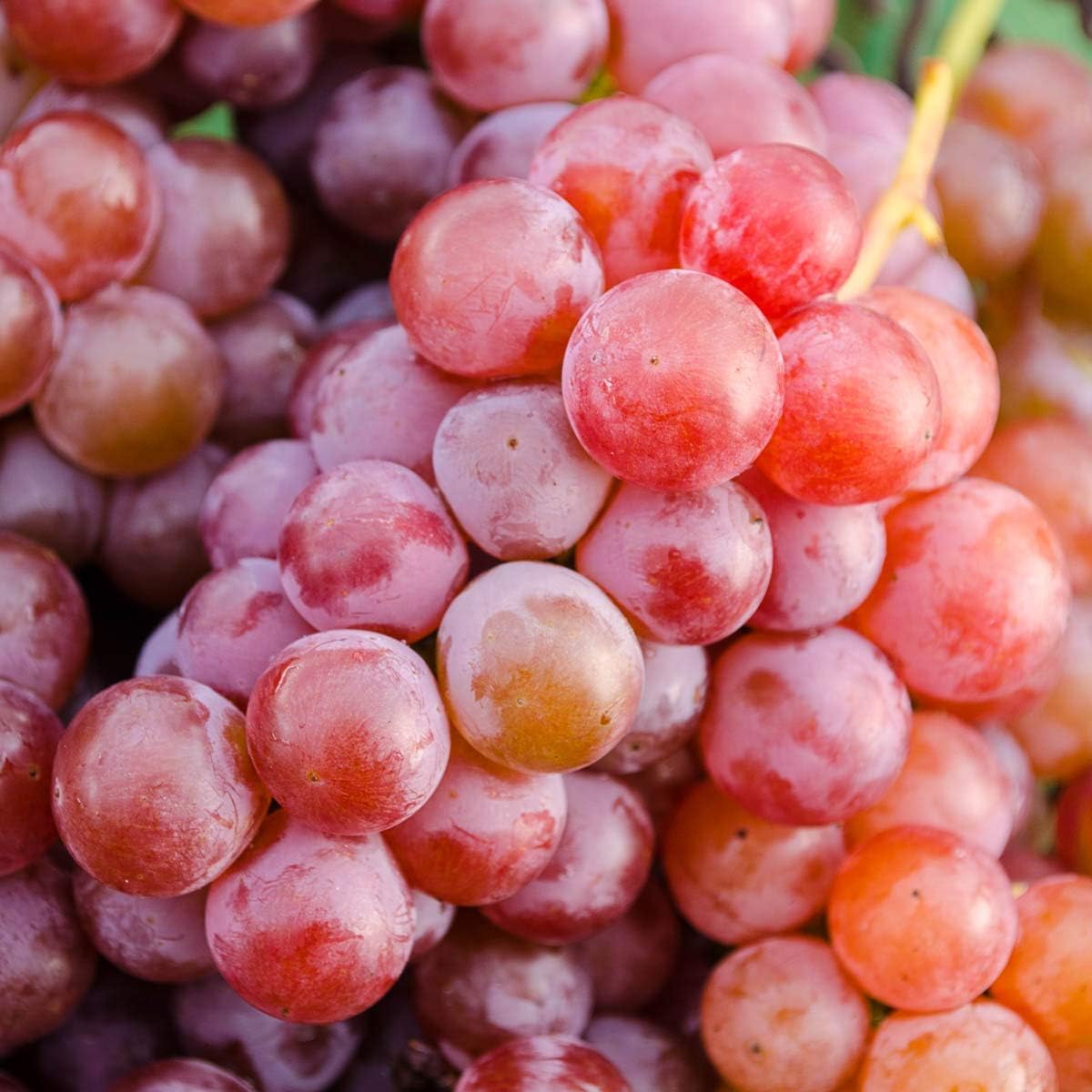 Amazon.com : Tickled Pink Grape in a 1 Gallon Pot - One of The Sweetest ...