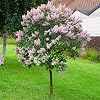 Amazon.com : Yunaksea Miss Kim Lilac, 4 Inch Pot, Lilac Tree Live Plant ...
