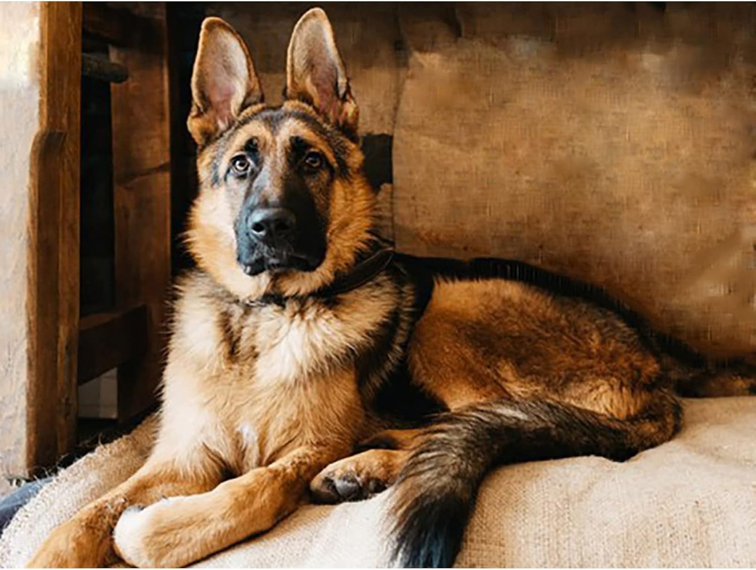 Amazon.com: Full Square Drill German Shepherd Diamond Painting Kits for ...