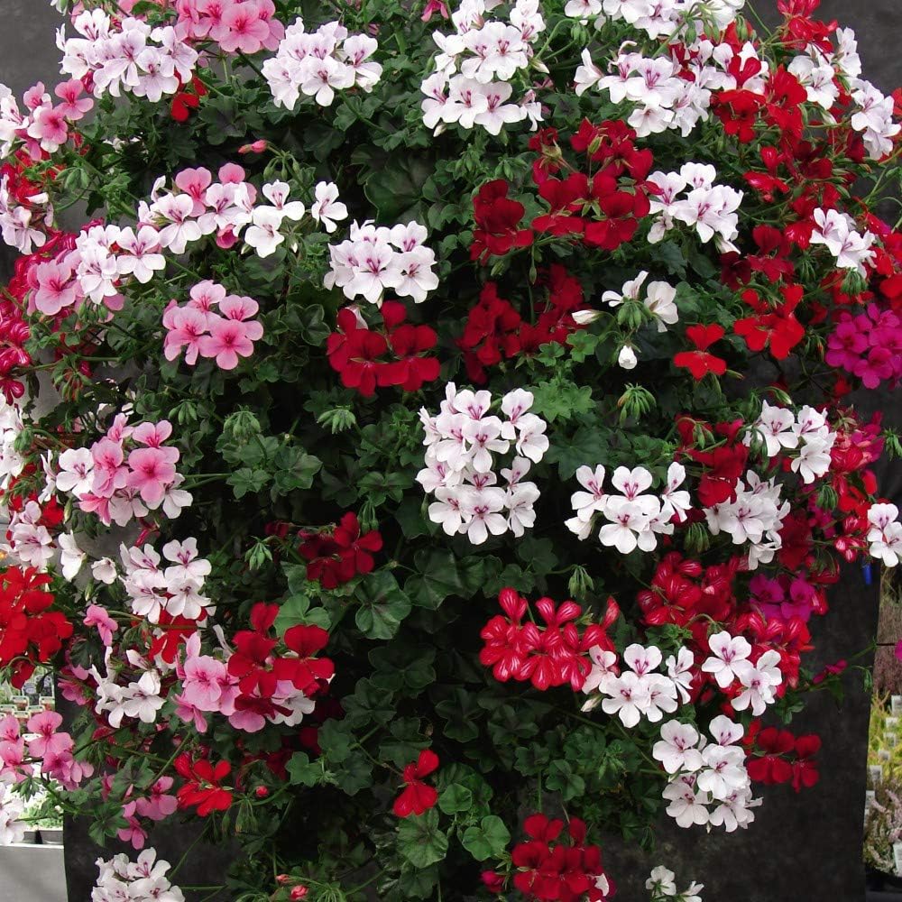 10 x Geranium Ivy Leaf Plug Plants Mixed Collection - Plugplants4u ...